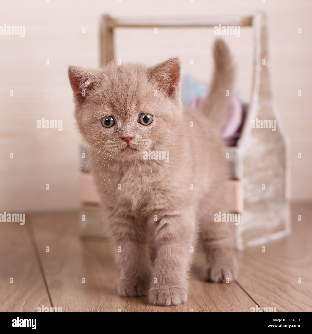 Cyamine color Scottish Cat Stock Photo - Alamy
