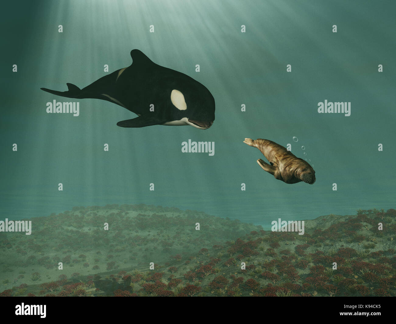 Orca whale chasing a walrus Stock Photo - Alamy