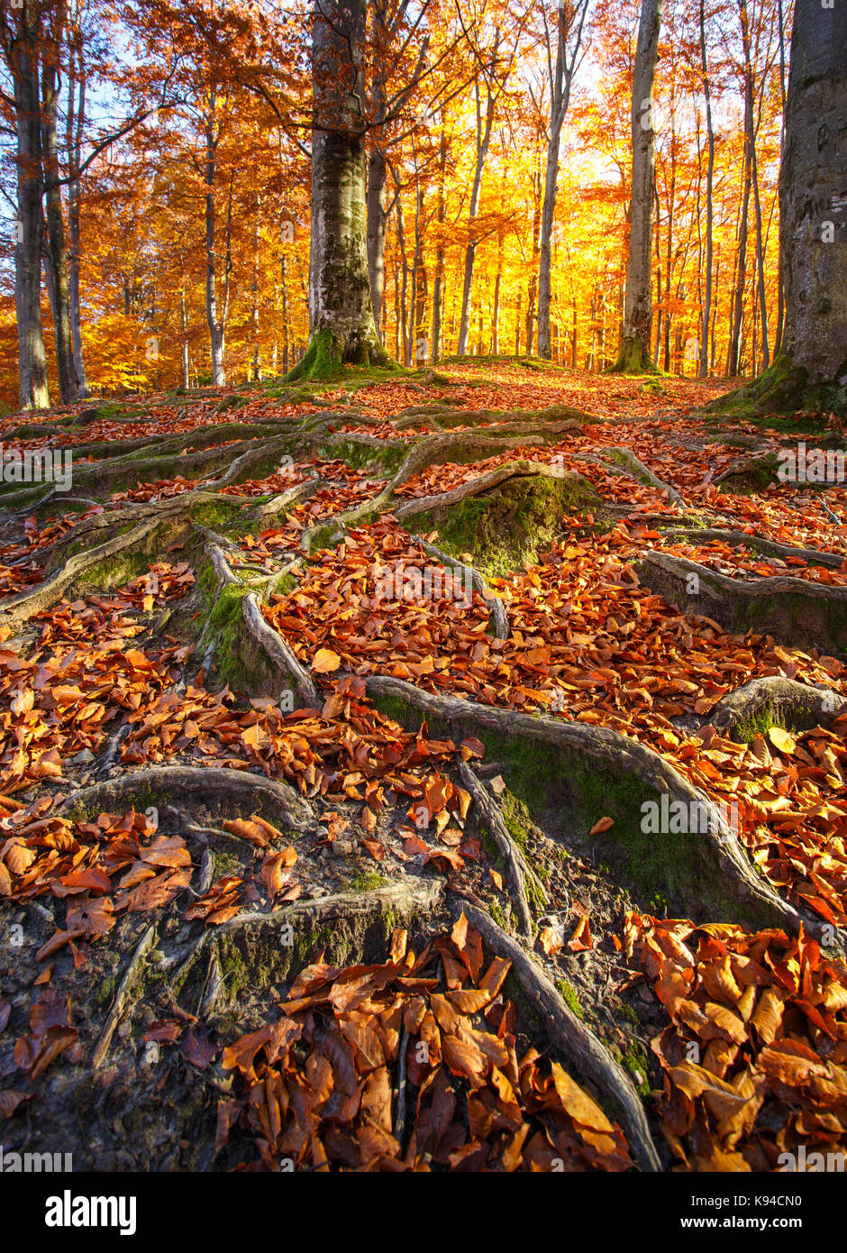 Strong green tree hi-res stock photography and images - Alamy