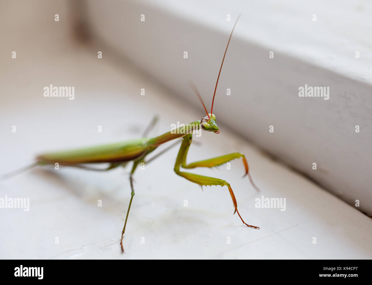 Beautiful green damselfly hi-res stock photography and images - Alamy