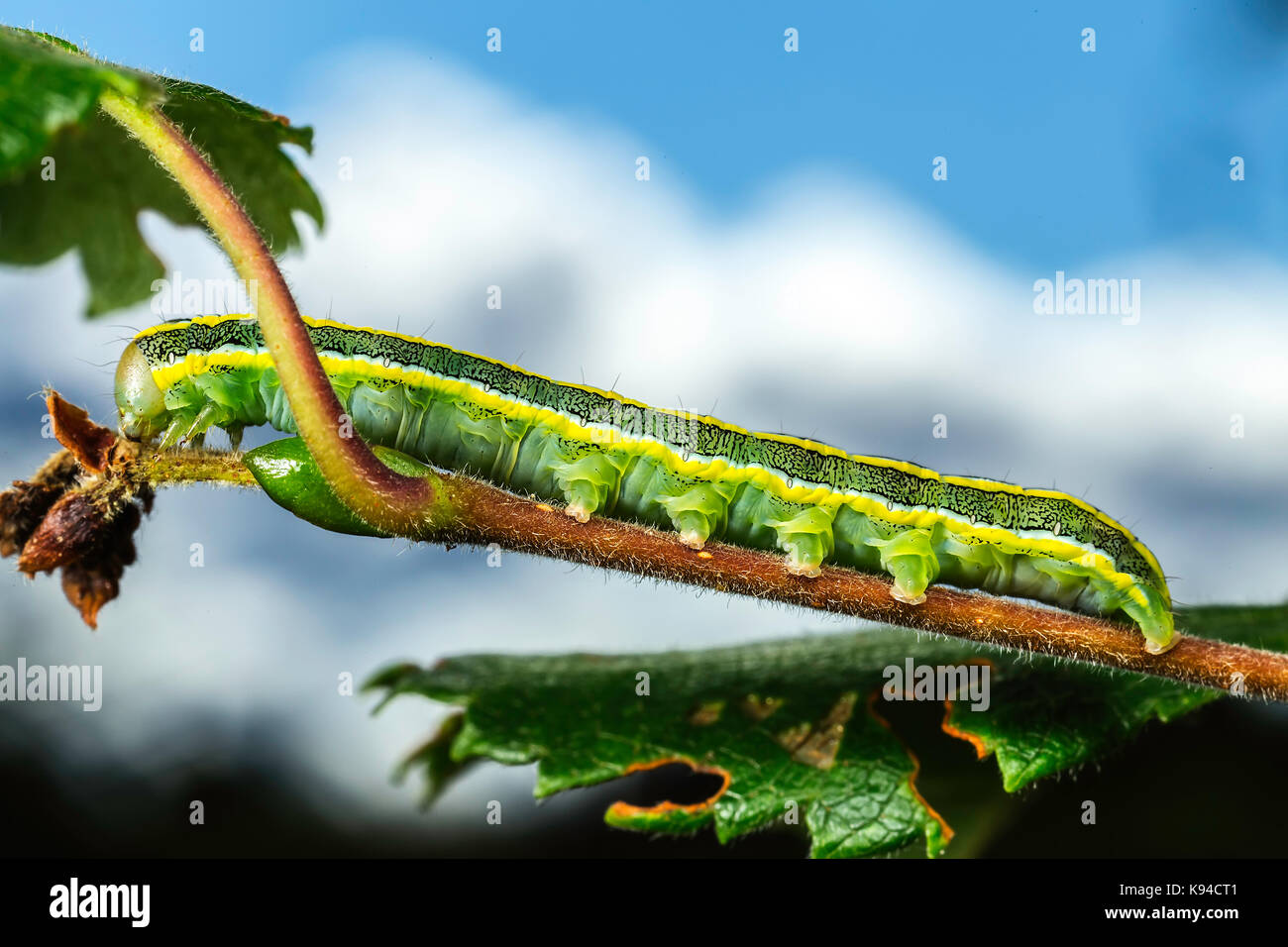 Noctuidae caterpillar hi-res stock photography and images - Alamy