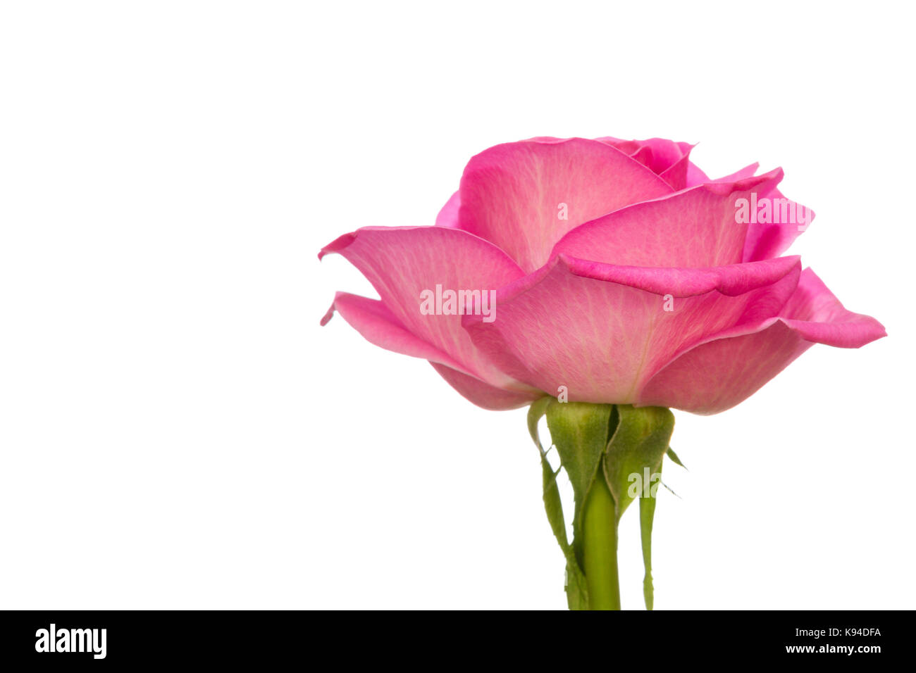 Single pink rose isolated on a pure white background Stock Photo - Alamy
