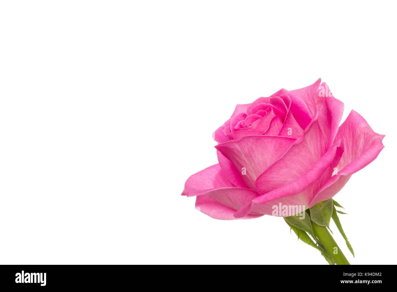 Single pink rose isolated on a pure white background Stock Photo - Alamy