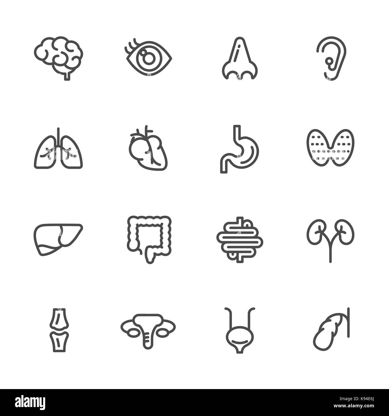 Nose anatomy vector vectors hi-res stock photography and images - Alamy