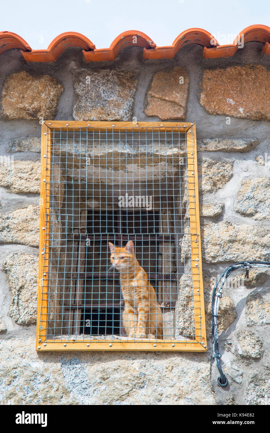 Tabby cat locked up in a window with steel grid Stock Photo - Alamy