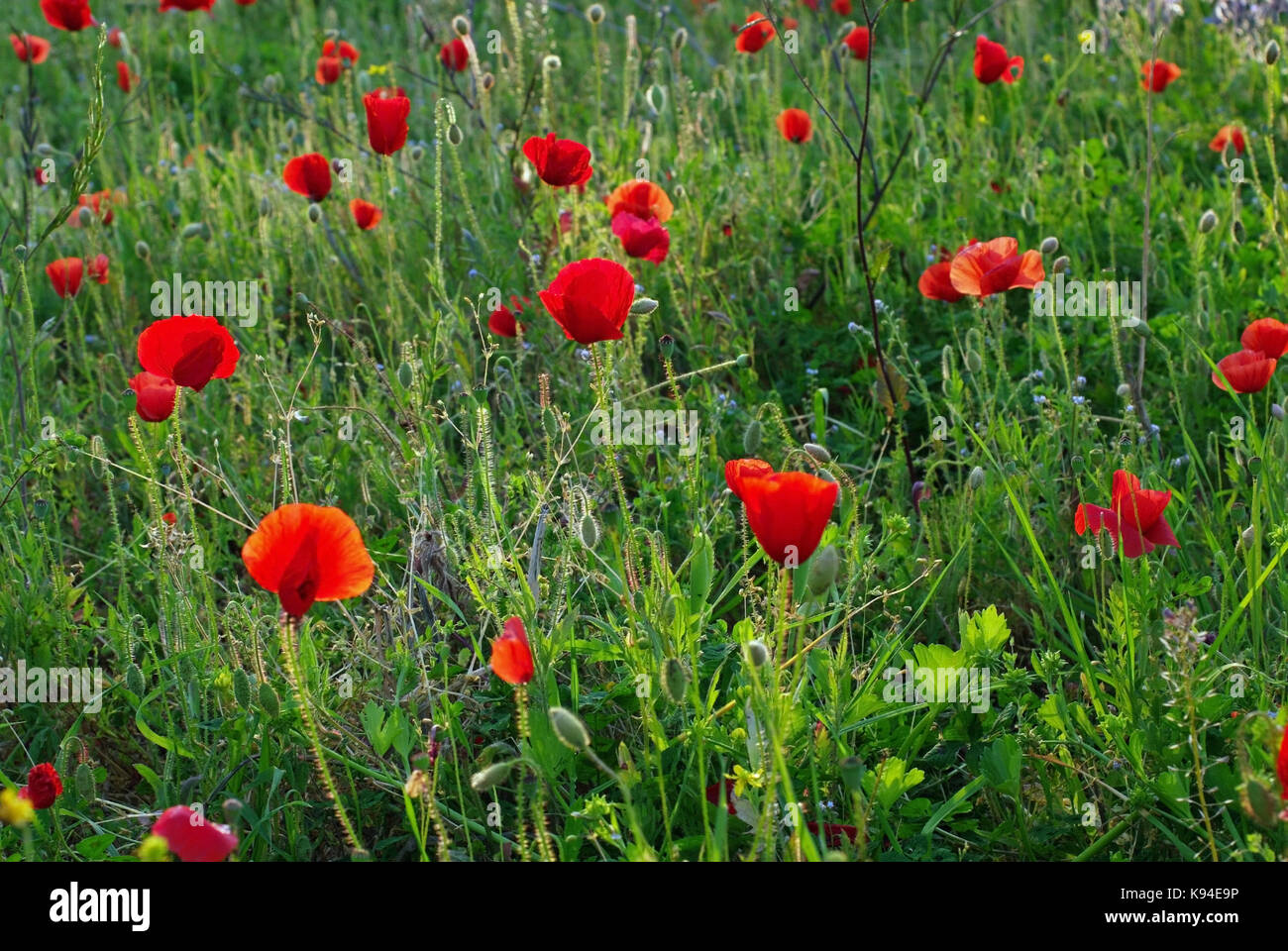 meadow with poppies, Papaver rhoeas, the Common poppy, family ...