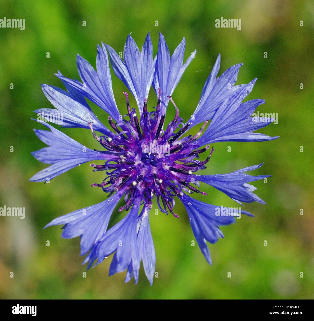 this is Centaurea cyanus, the Cornflower, family Asteraceae Stock Photo ...