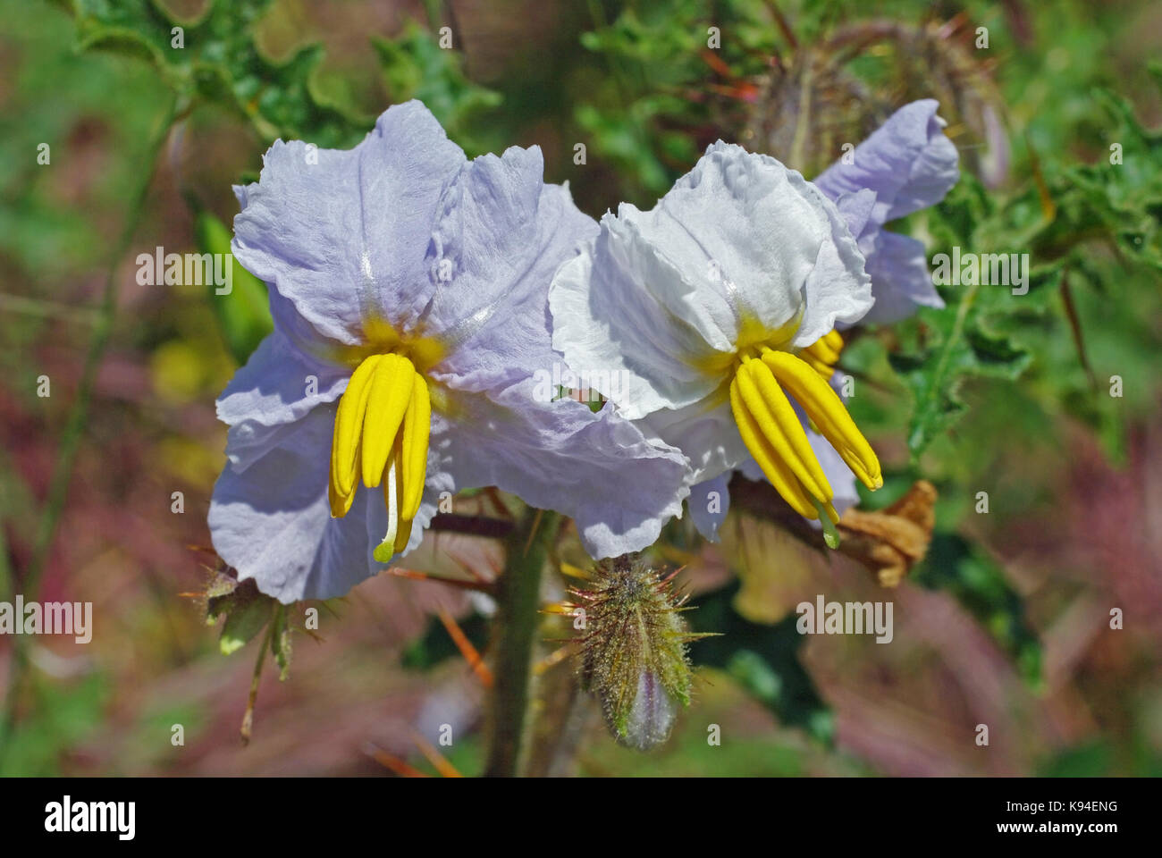 Solanum sisymbrifolium, the Sticky nightshade or Lichi tomato, family ...