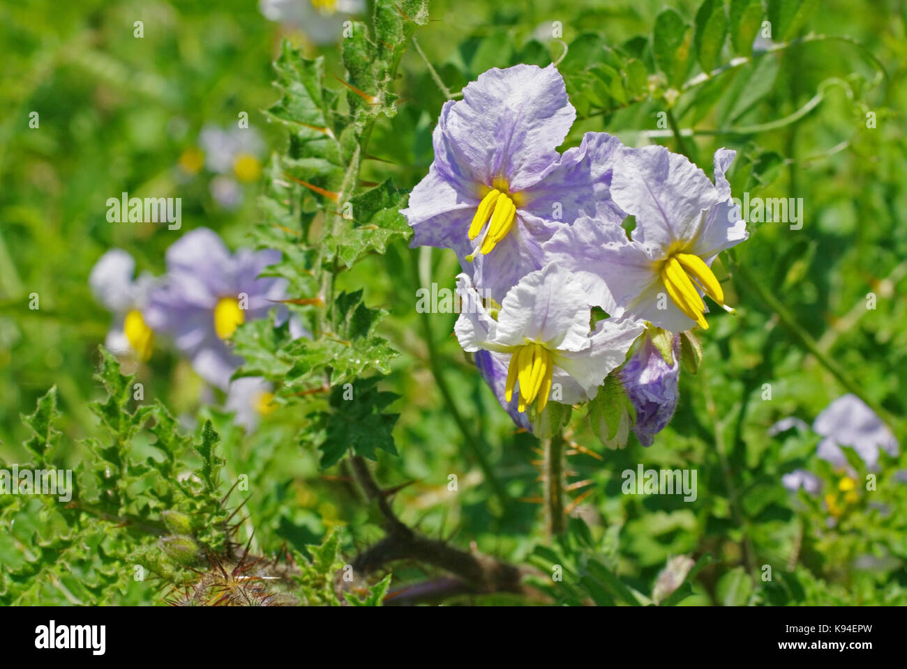 Family solanum solanaceae hi-res stock photography and images - Alamy