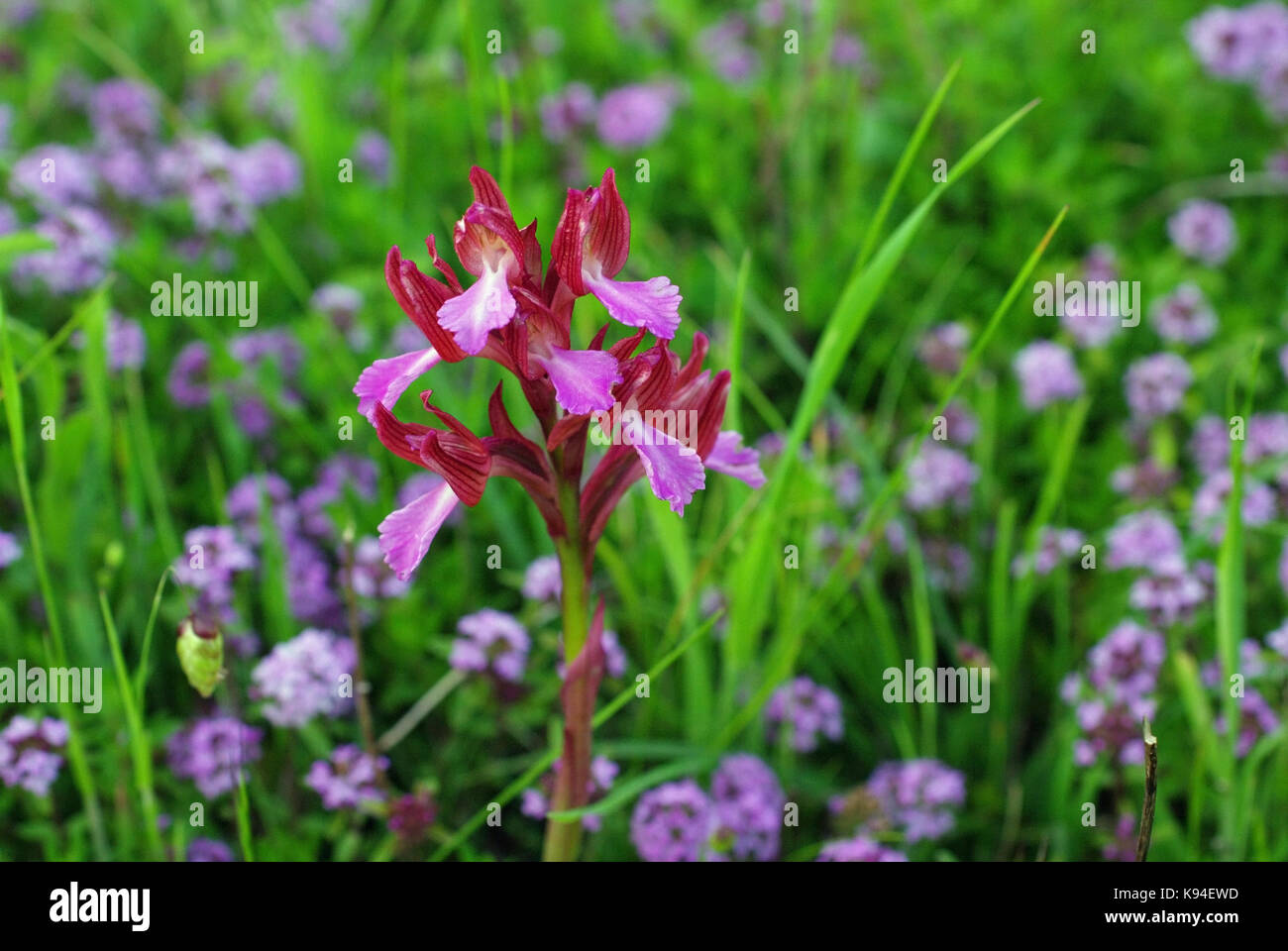 the wildflower Orchis papilionacea, the Butterfly orchis,family ...