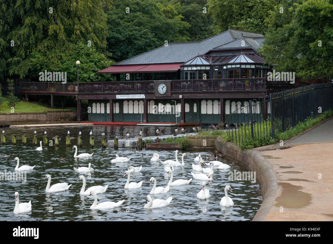 Swans and ducks on Waterloo Lake, Roundhay Park, Leeds Stock Photo - Alamy