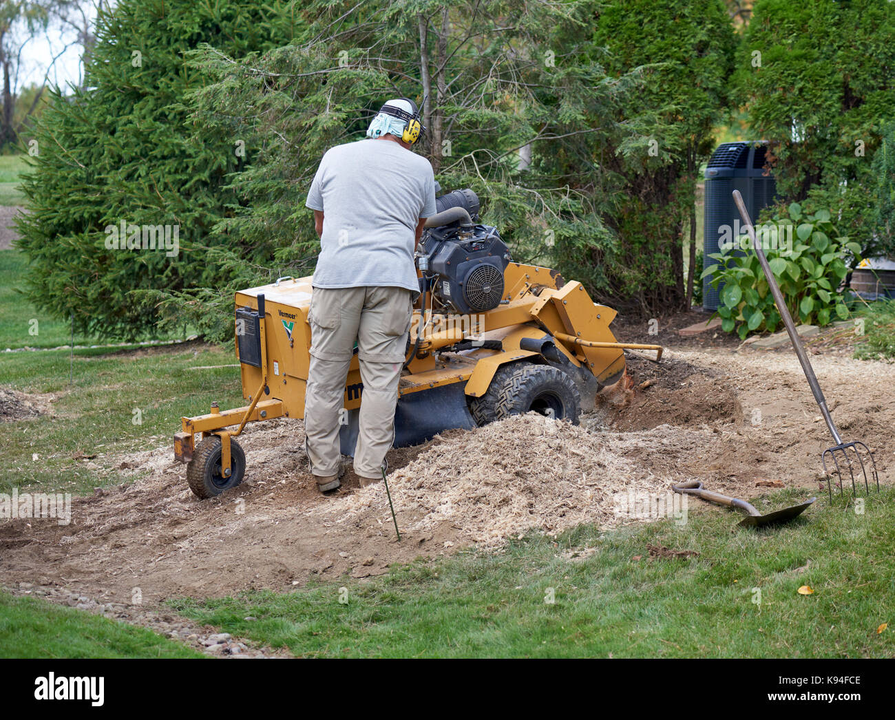 Tree stump grinding after pine tree was cut down Stock Photo - Alamy