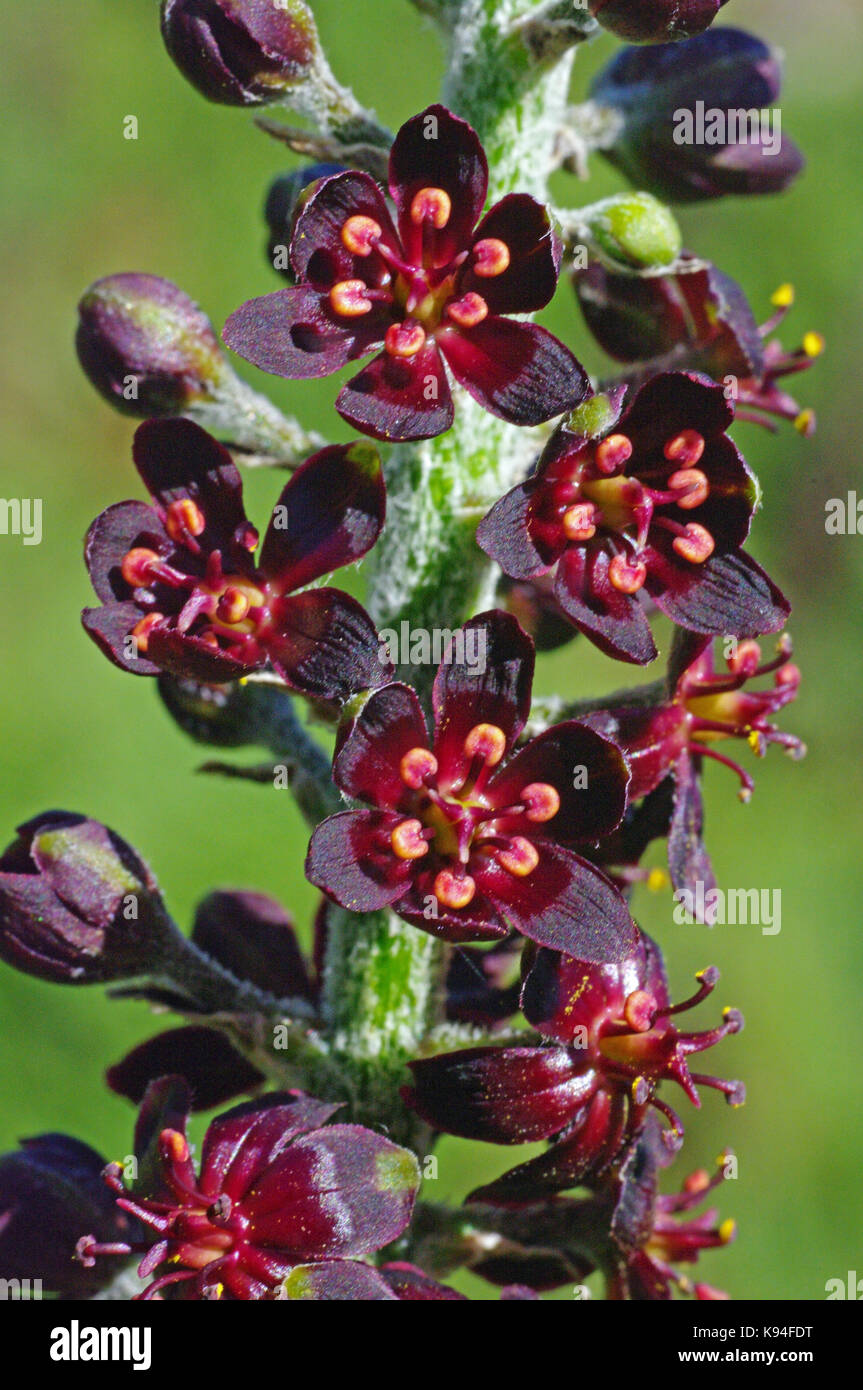 the wildflower Veratrum nigrum, the Black false hellebore, from the ...