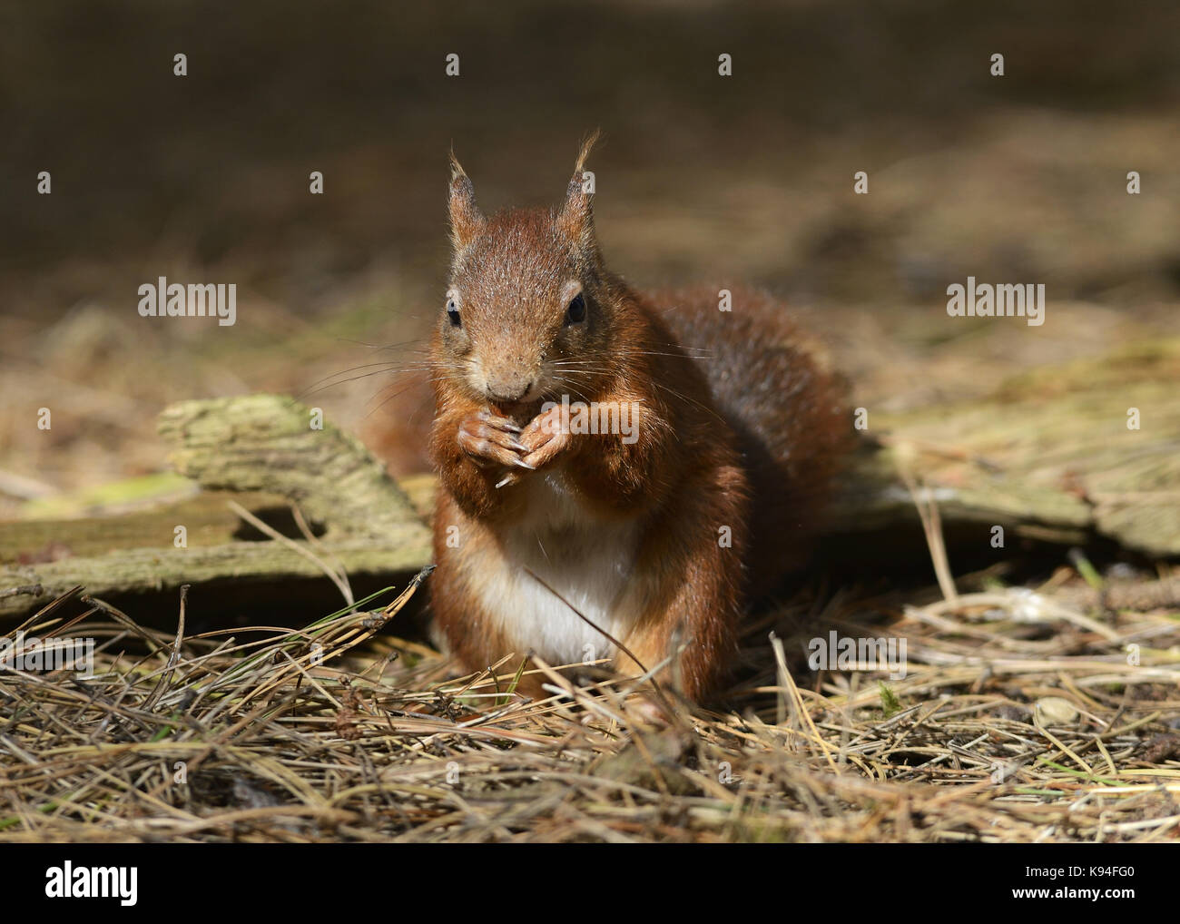 Ground level image of a Eurasian red squirrel in their natural ...