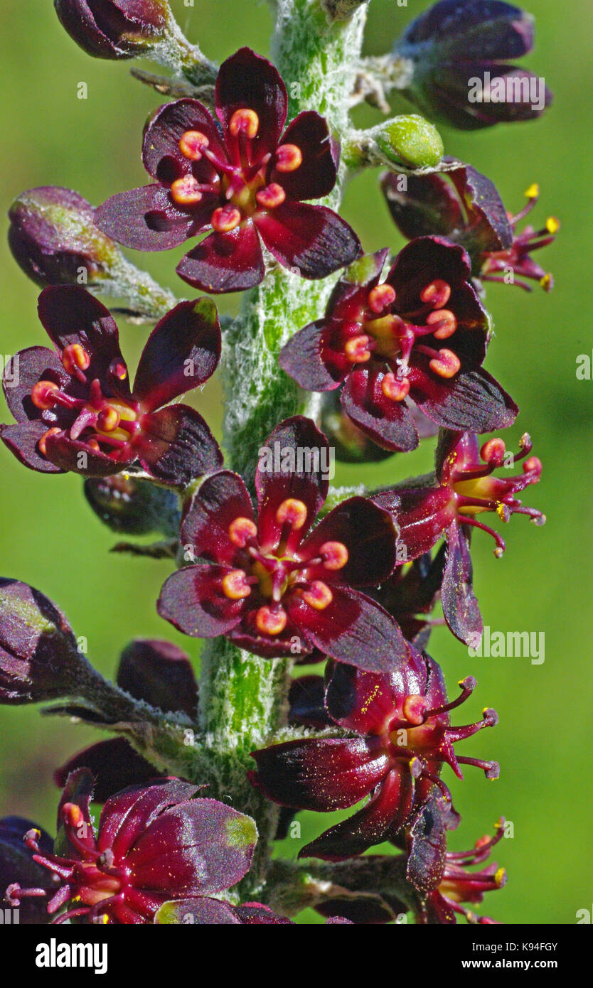 the wildflower Veratrum nigrum, the Black false hellebore, from the ...