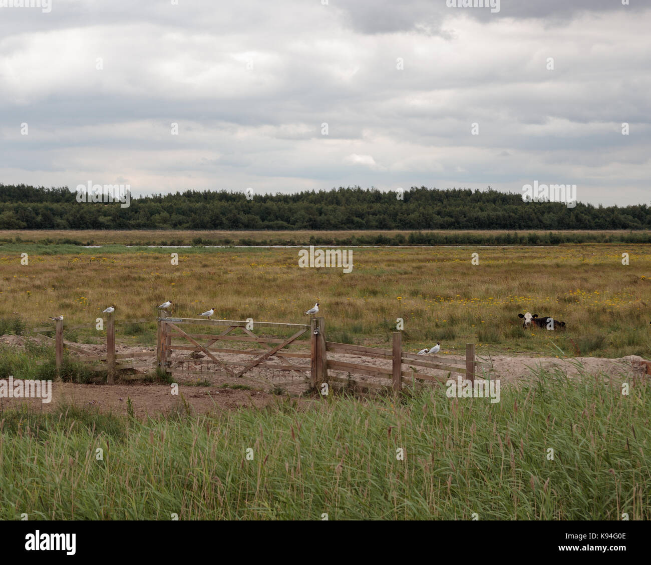 Rspb leeds hi-res stock photography and images - Alamy