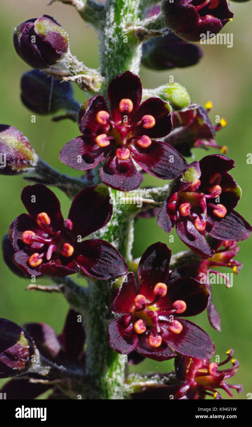 Melanthiaceae family hi-res stock photography and images - Alamy