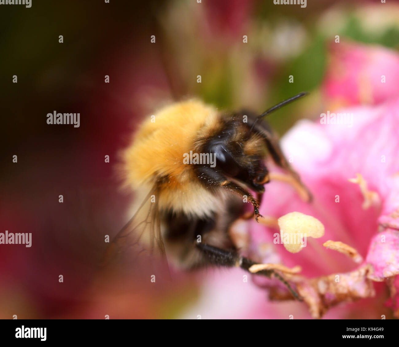 Bee taking pollen from a flower hi-res stock photography and images - Alamy