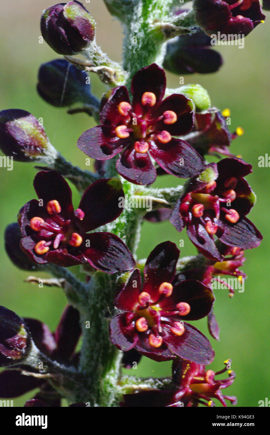the wildflower Veratrum nigrum, the Black false hellebore, from the ...