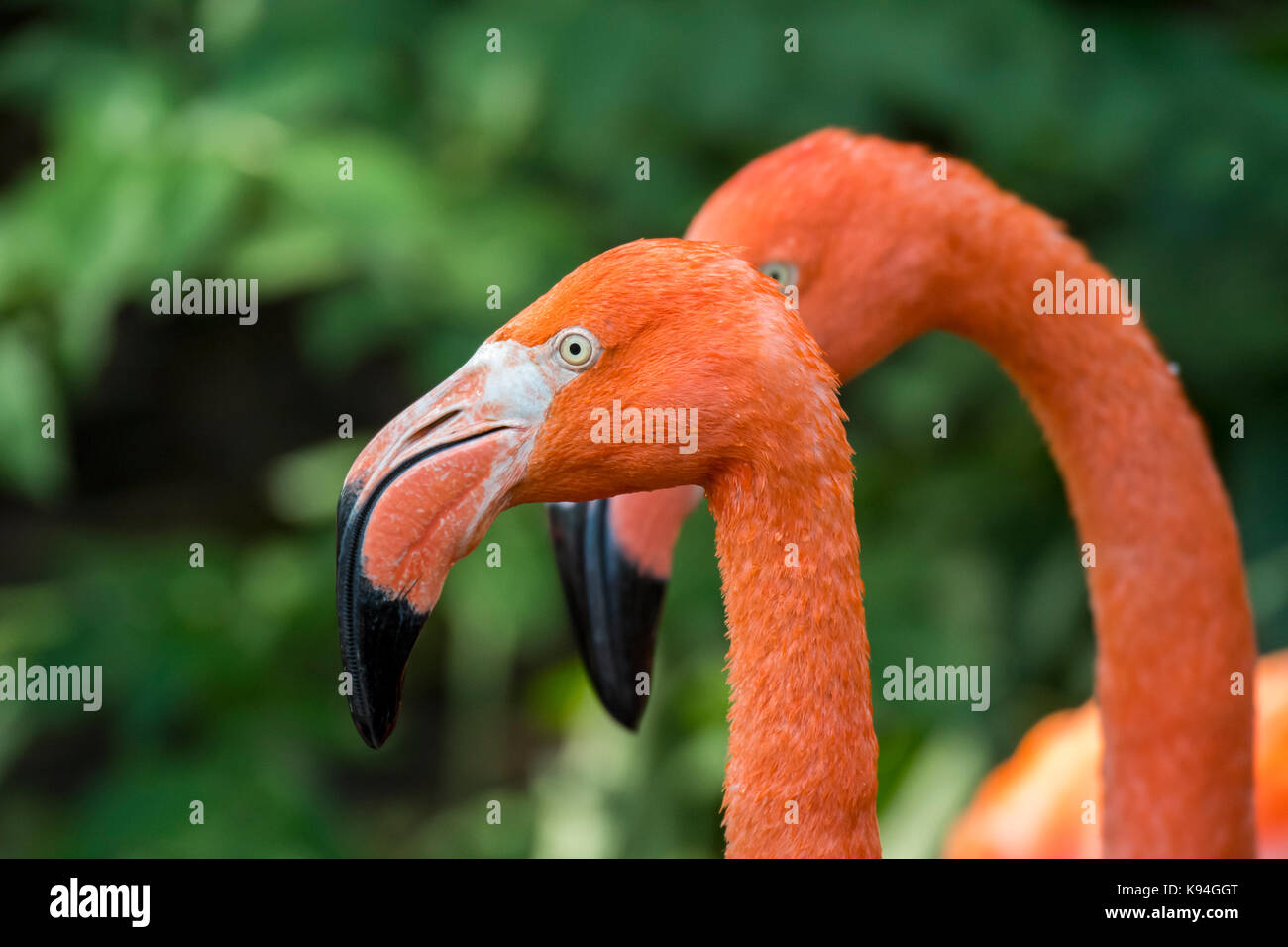 American flamingo / Caribbean flamingo (Phoenicopterus ruber) close up ...