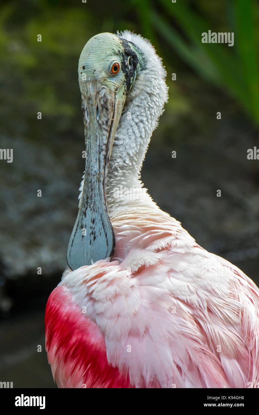 Roseate spoonbill (Platalea ajaja / Ajaja ajaja) preening feathers with ...