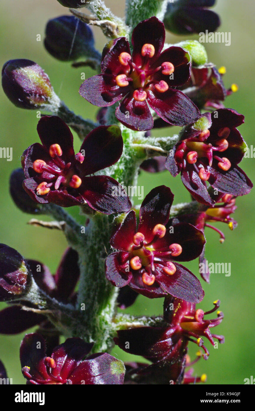 the wildflower Veratrum nigrum, the Black false hellebore, from the ...
