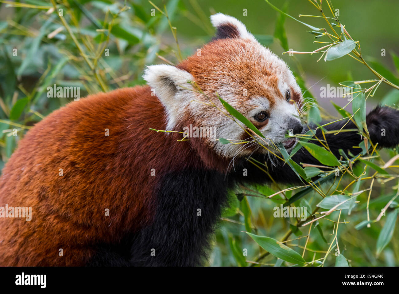 Red panda eating bamboo hi-res stock photography and images - Alamy