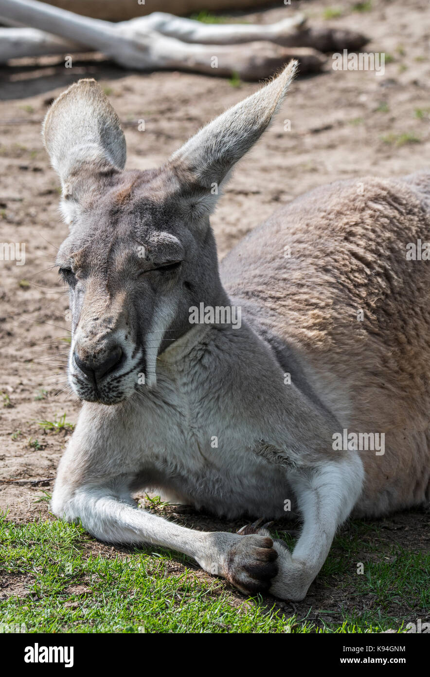 Close up of red kangaroo (Macropus rufus) female resting, native to ...