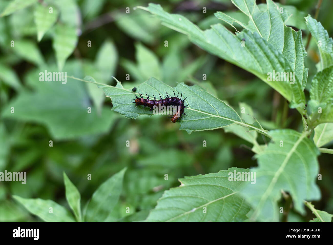 Caterpillar insect feeding on leaf Stock Photo - Alamy