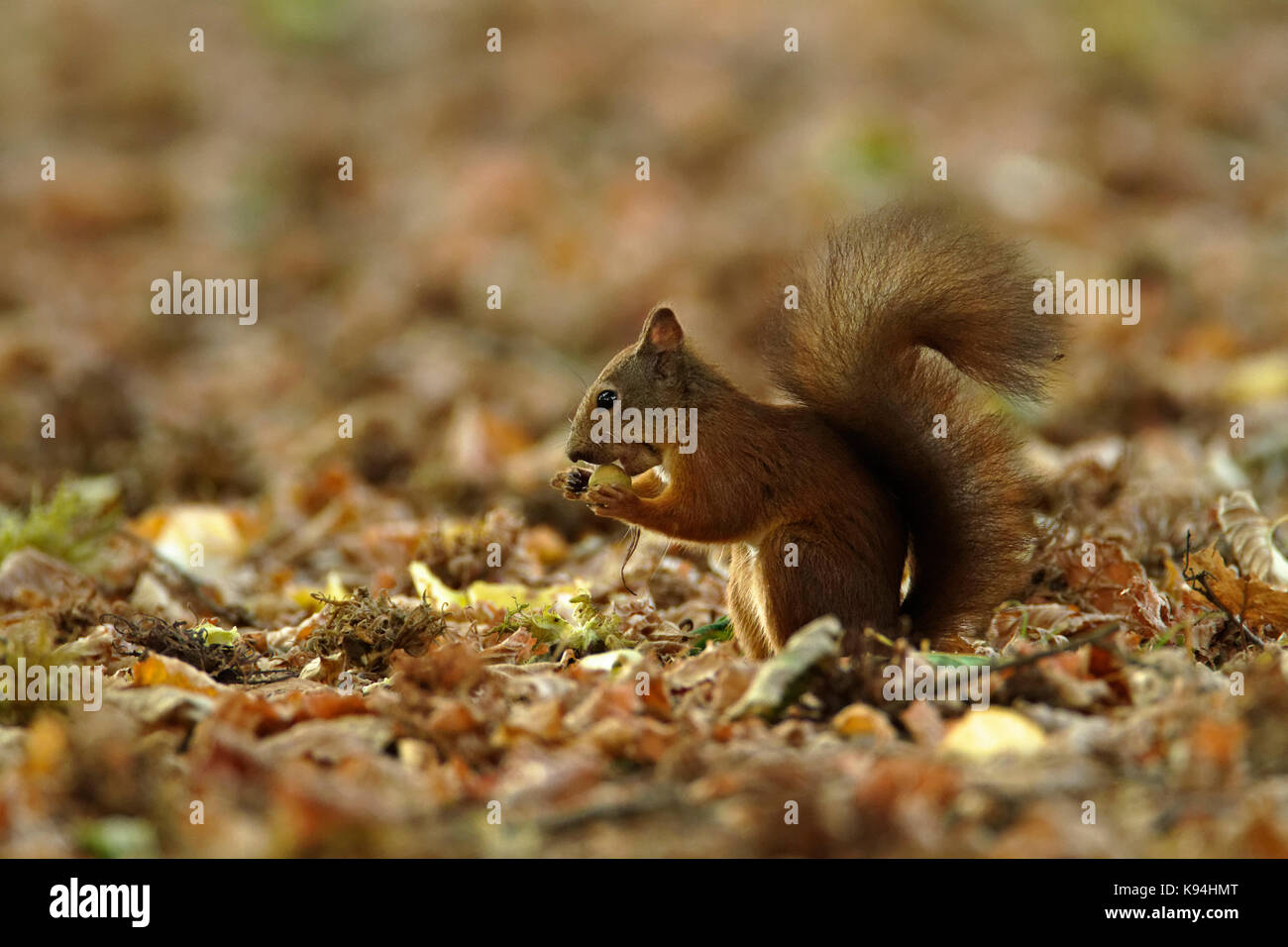 The red squirrel or Eurasian red squirrel (Sciurus vulgaris) eating a ...