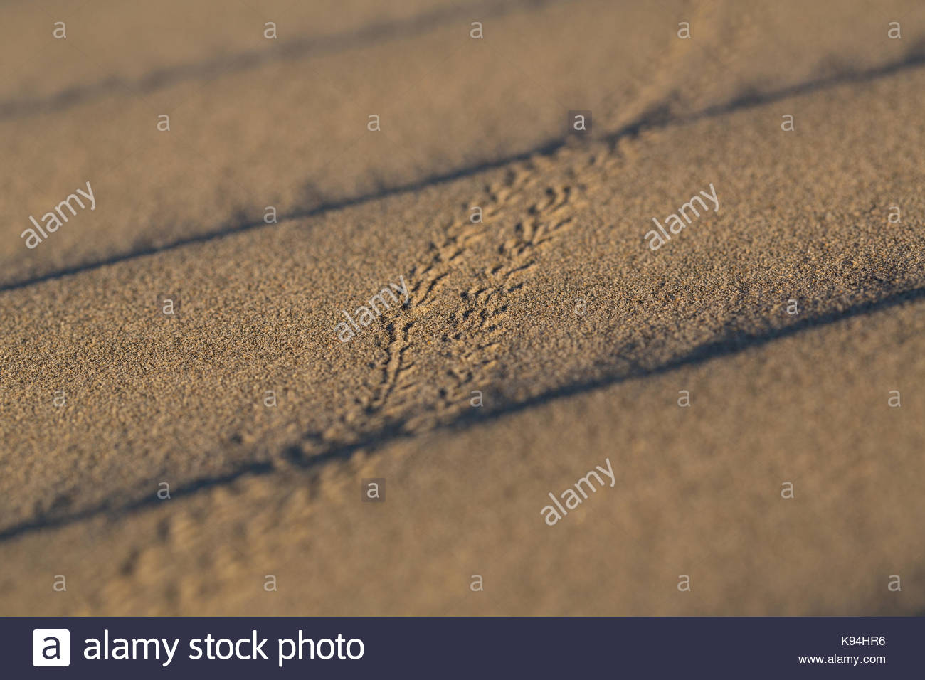 Insect Track Sand Stock Photos & Insect Track Sand Stock Images - Alamy