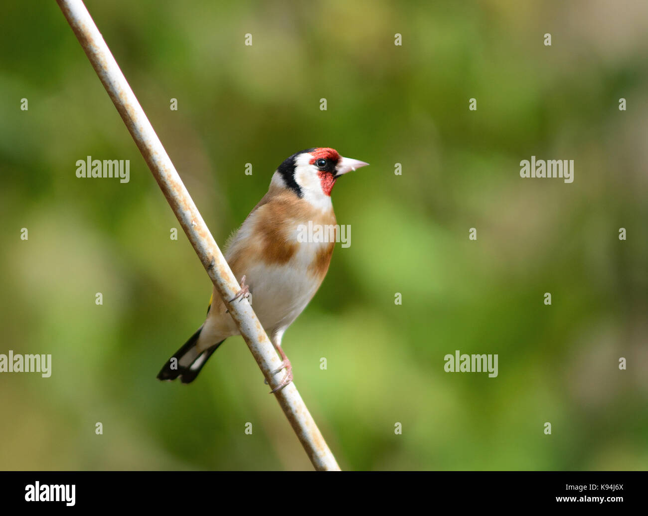 European goldfinch common garden bird pictured in a natural dappled ...
