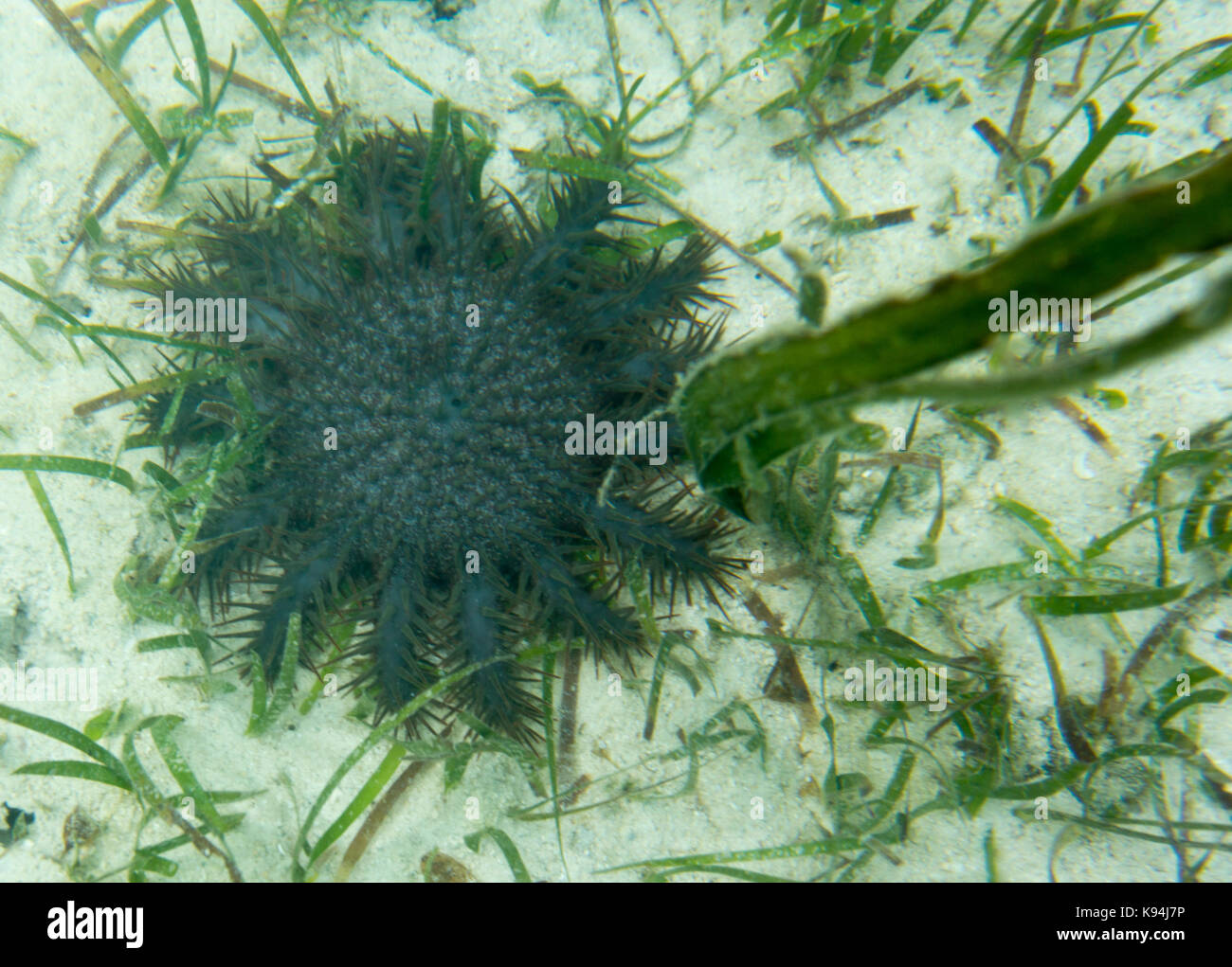 Thorn star searching corals in the sand, Indonesia Stock Photo - Alamy