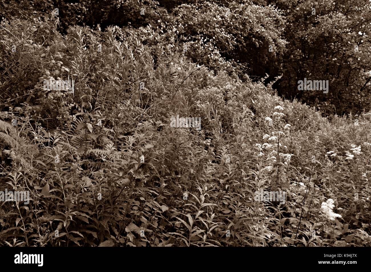 Glassland tree hi-res stock photography and images - Alamy