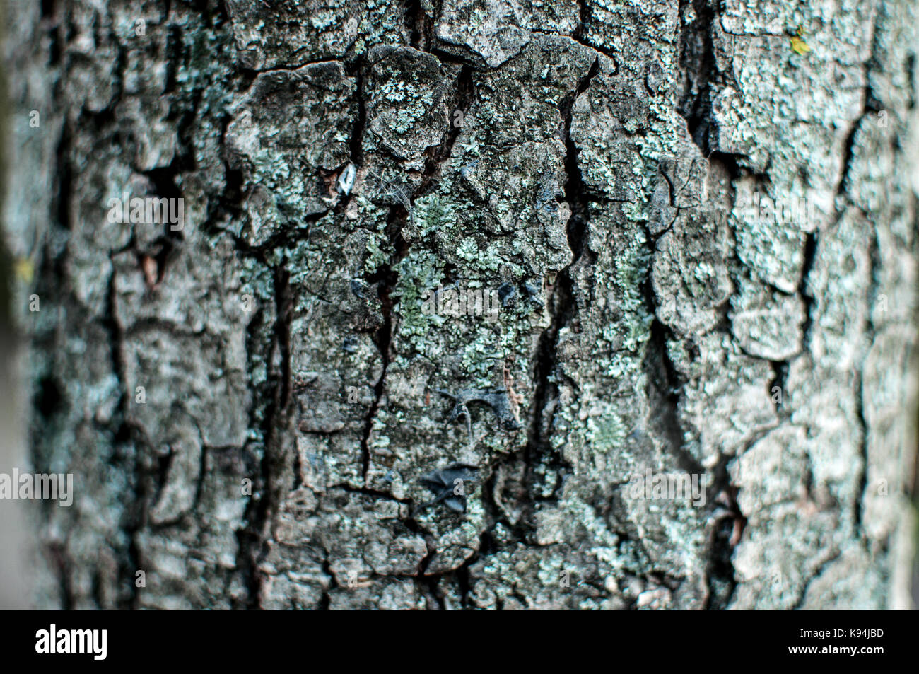 Cracks and scratches tree bark texture close-up Stock Photo - Alamy