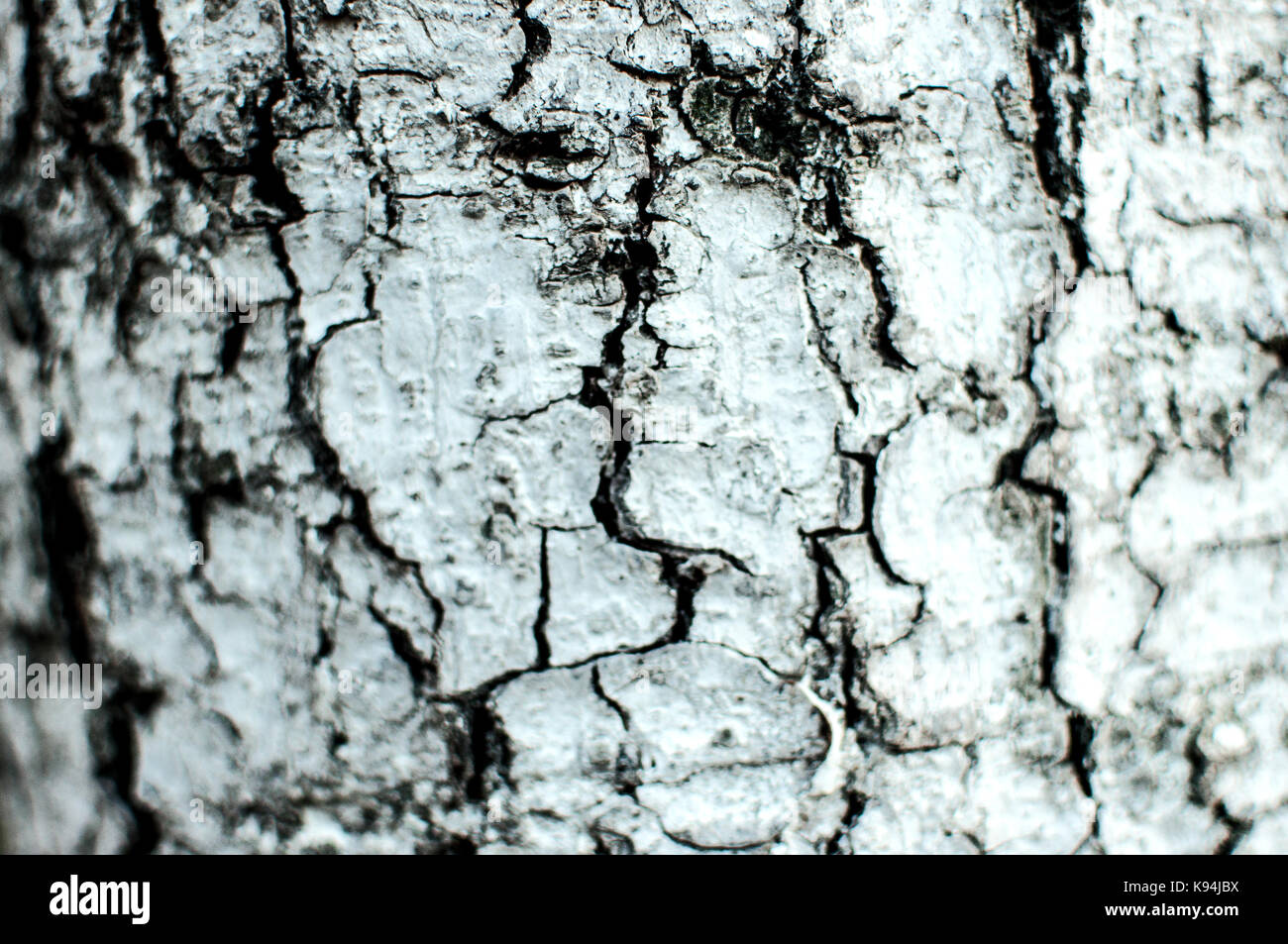 Close-up detail of whitewashed tree trunk. Texture background Stock ...