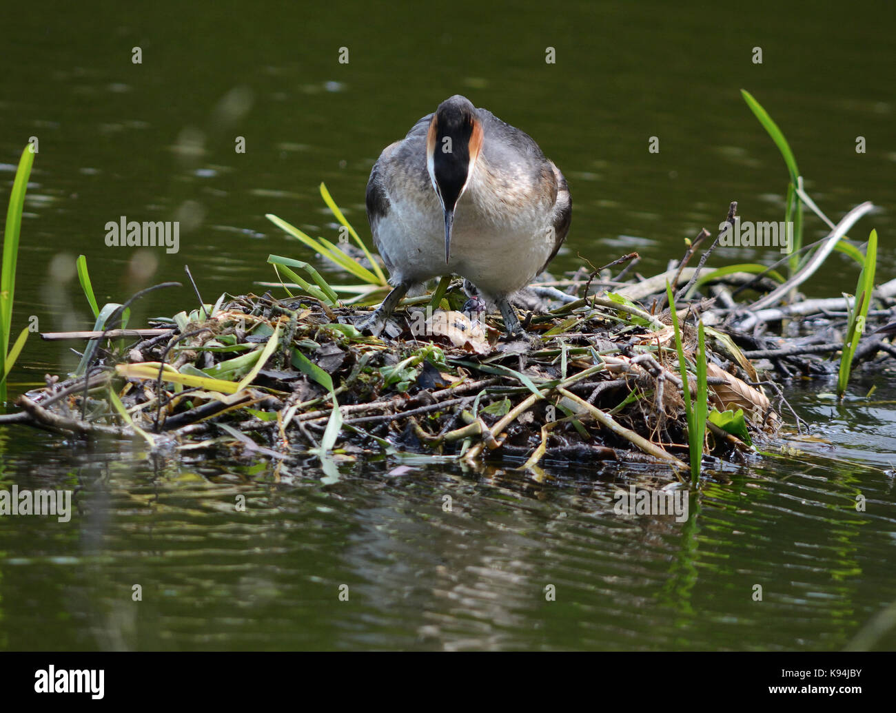 Nest made from vegetation and reeds hi-res stock photography and images ...