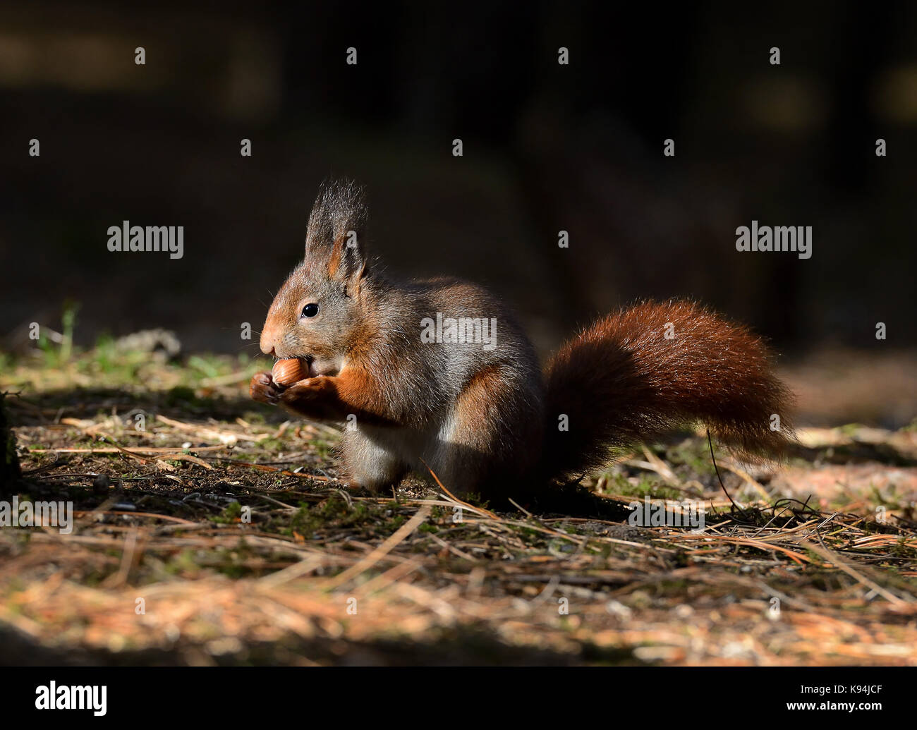 Eurasian red squirrel in their natural environment of a pine tree wood ...