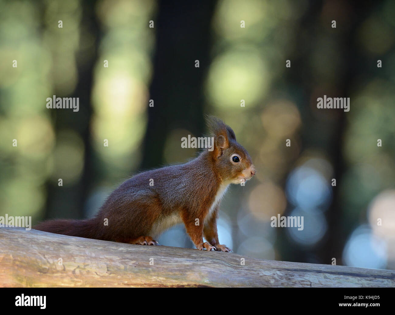 Ground squirrel in native environment hi-res stock photography and ...