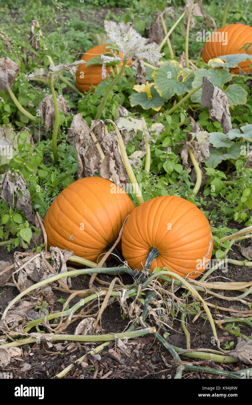 Pompion hi-res stock photography and images - Alamy