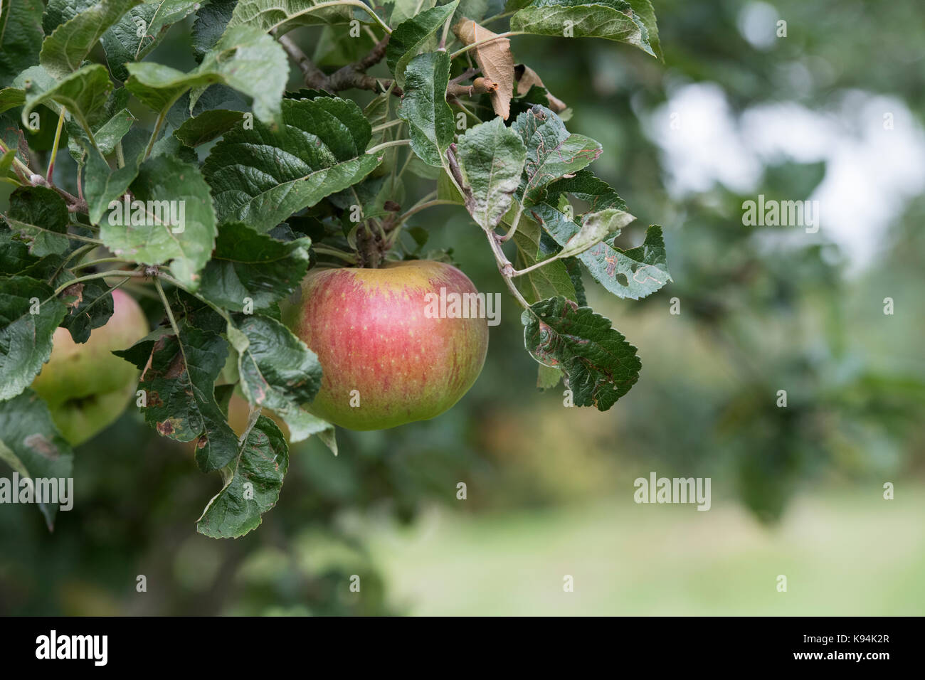 Malus domestica 'Belle de Boskoop'. Apple 'Belle de Boskoop'. Apples on ...