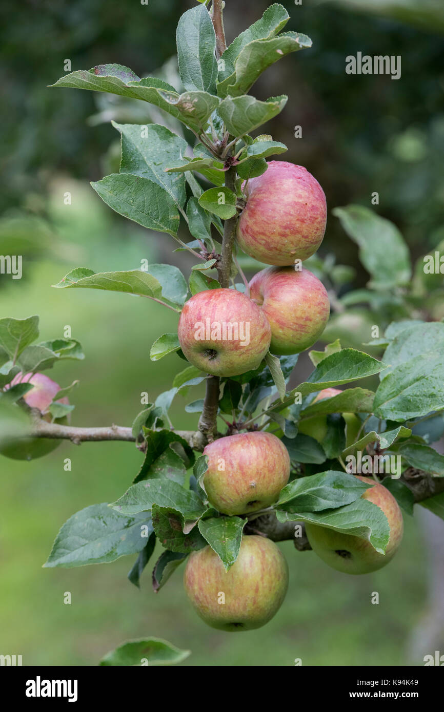 Malus domestica 'Crawley beauty'. Apples on the tree in autumn Stock ...