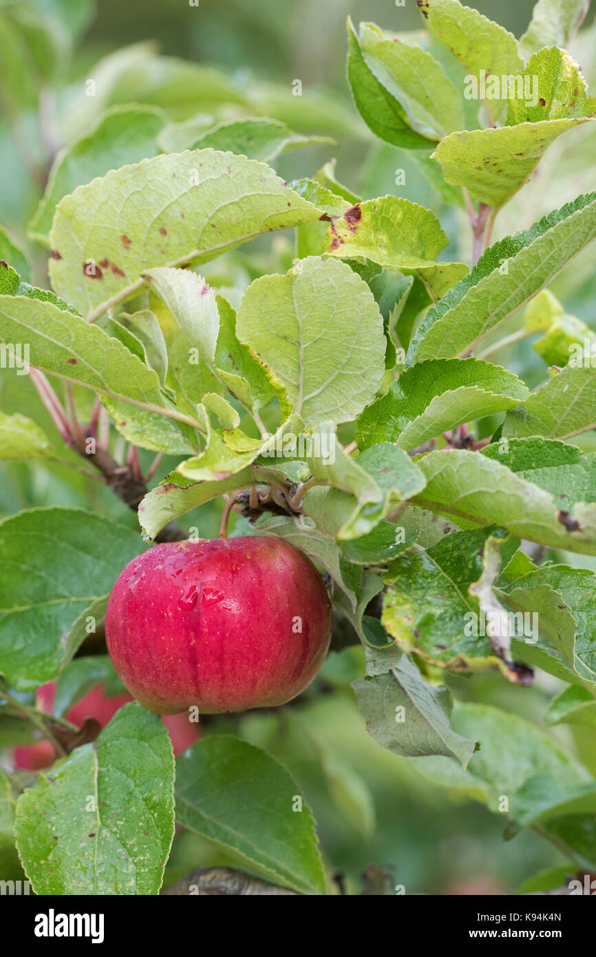 Pixie apple tree hi-res stock photography and images - Alamy