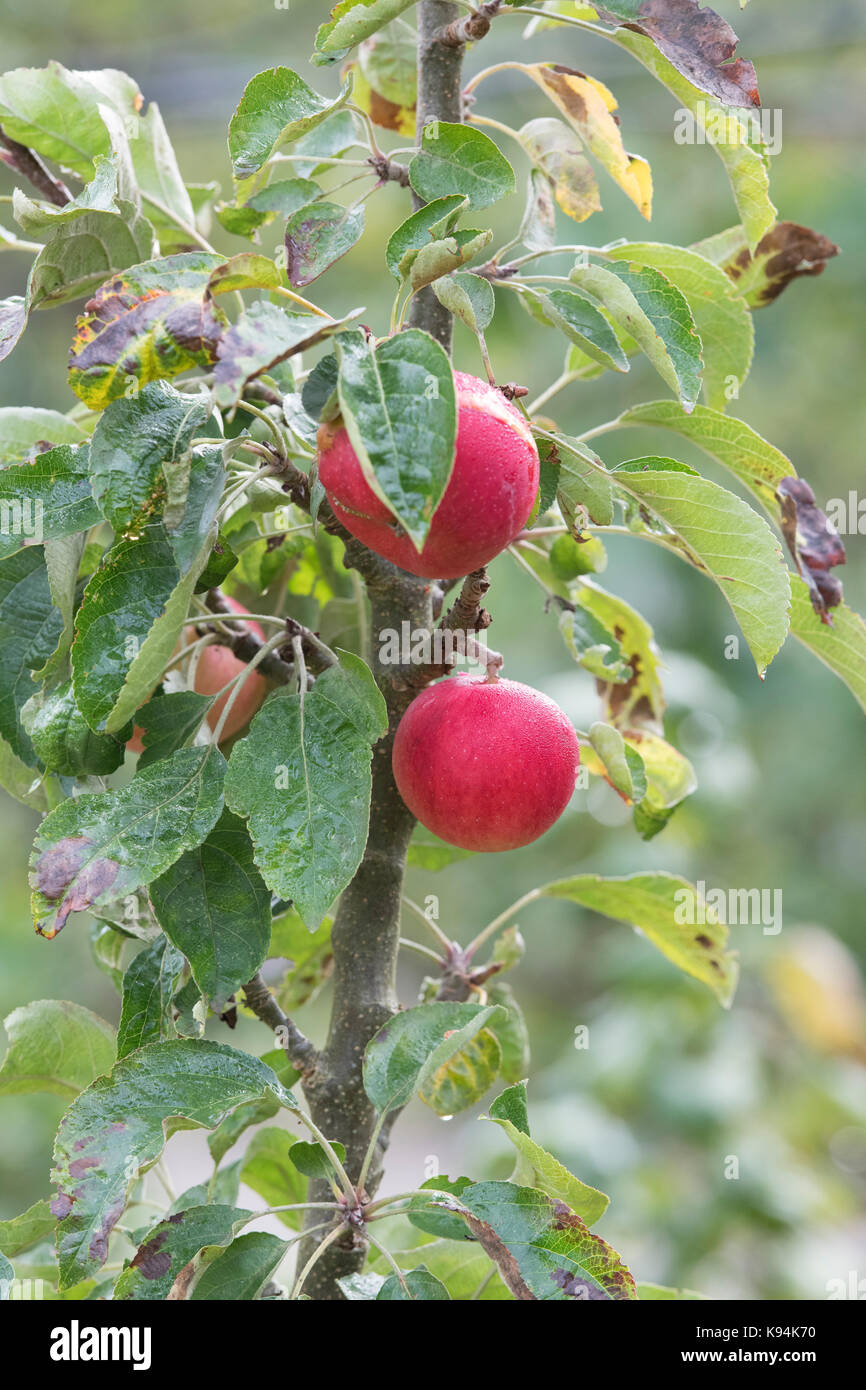 Malus domestica 'Winter gem'. Apples on the tree in autumn Stock Photo ...