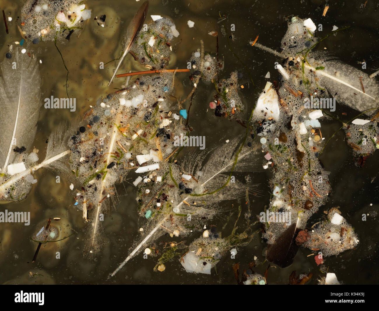 Atlantic plankton organisms hi-res stock photography and images - Alamy