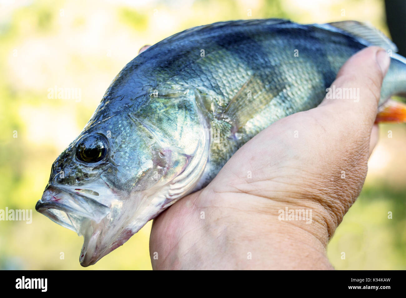 River perch with an open mouth Stock Photo - Alamy