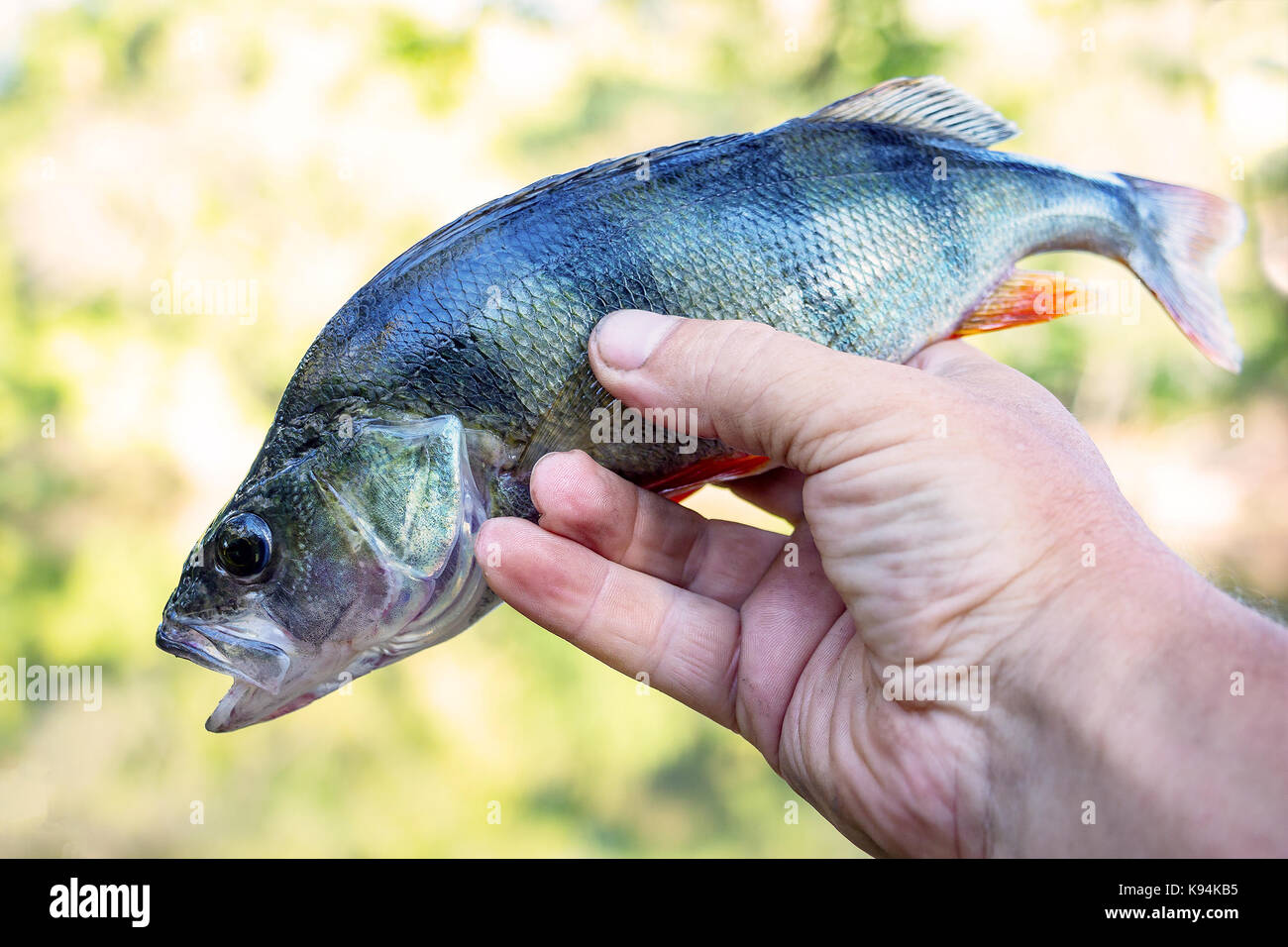 Perch Fish Hook Mouth High Resolution Stock Photography and Images - Alamy