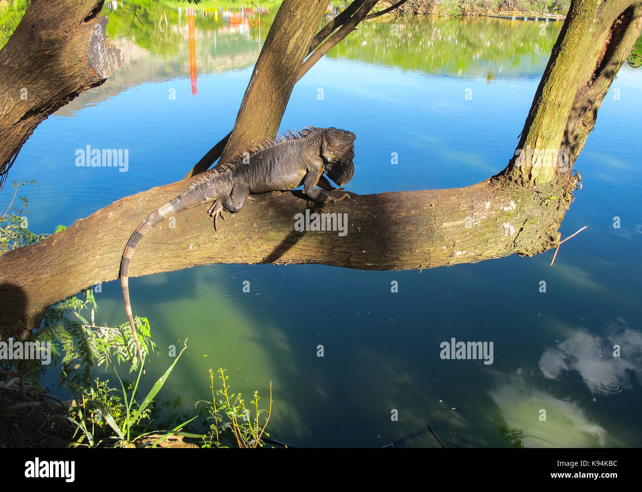 A lizard in Parque northe of Medellin colombia Stock Photo - Alamy