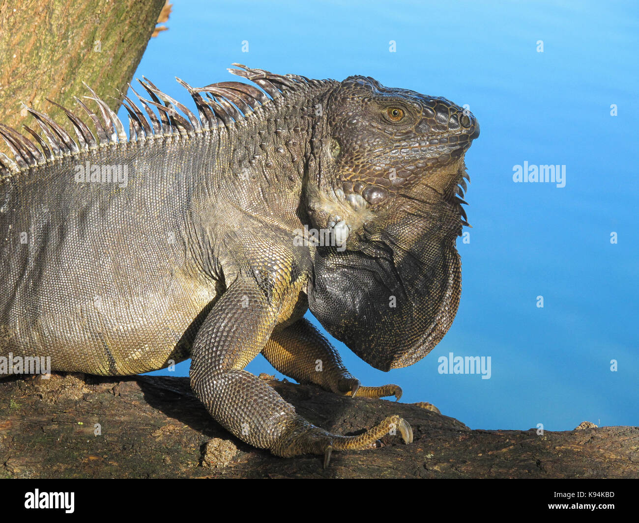 A lizard in Parque northe of Medellin colombia Stock Photo - Alamy