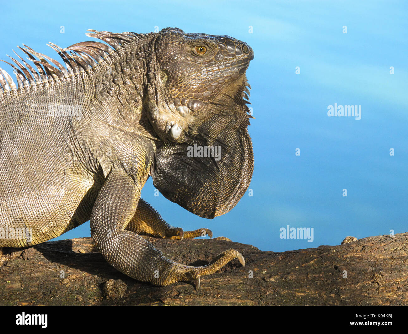 A lizard in Parque northe of Medellin colombia Stock Photo - Alamy